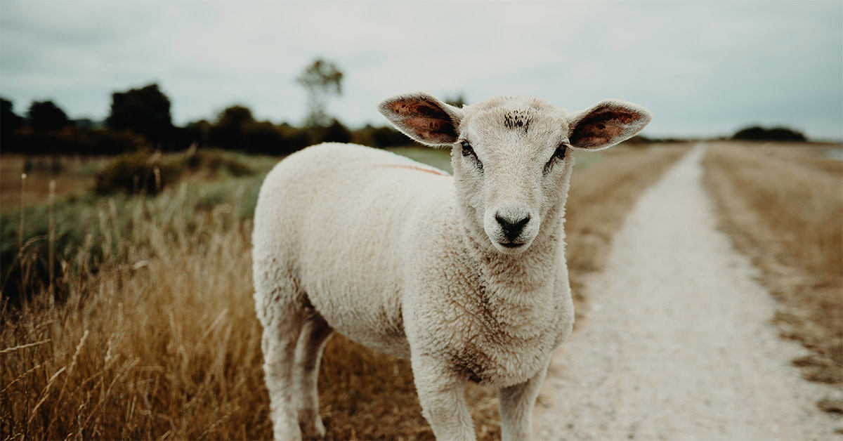 Animals Now (formerly Anonymous for Animal Rights)