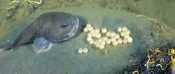 Worlds Ugliest Fish Blobfish