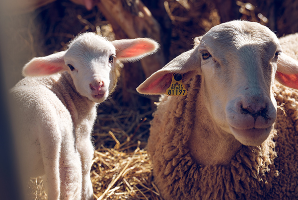 Fighting to End Animal Suffering | Animals Now