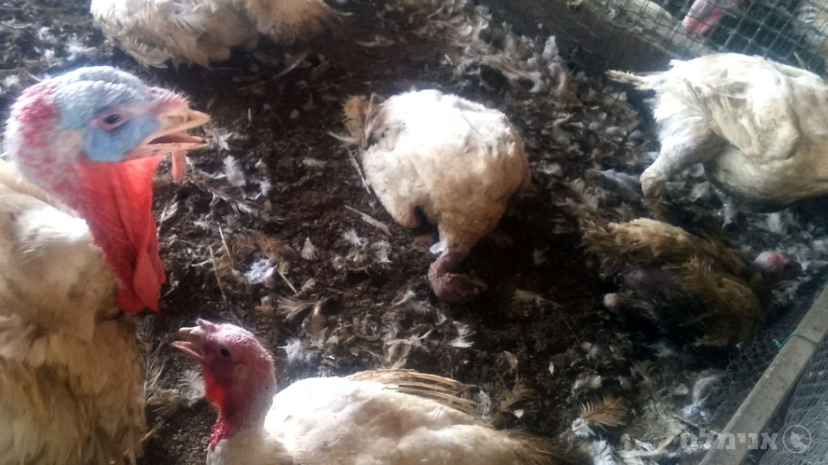 הצד האפל של השווארמה | אנימלס